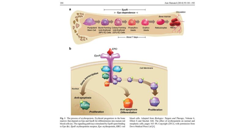 MOA Illustrations – Sephirus Communications